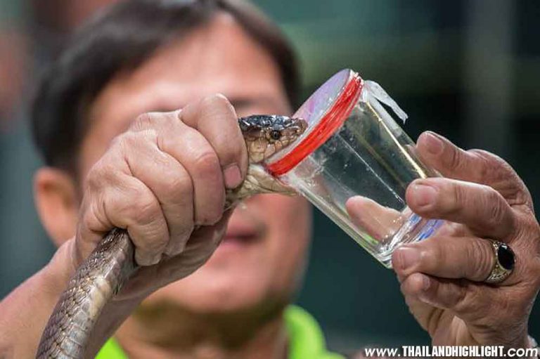 Snake Show Bangkok Siam Serpentarium Ticket Booking